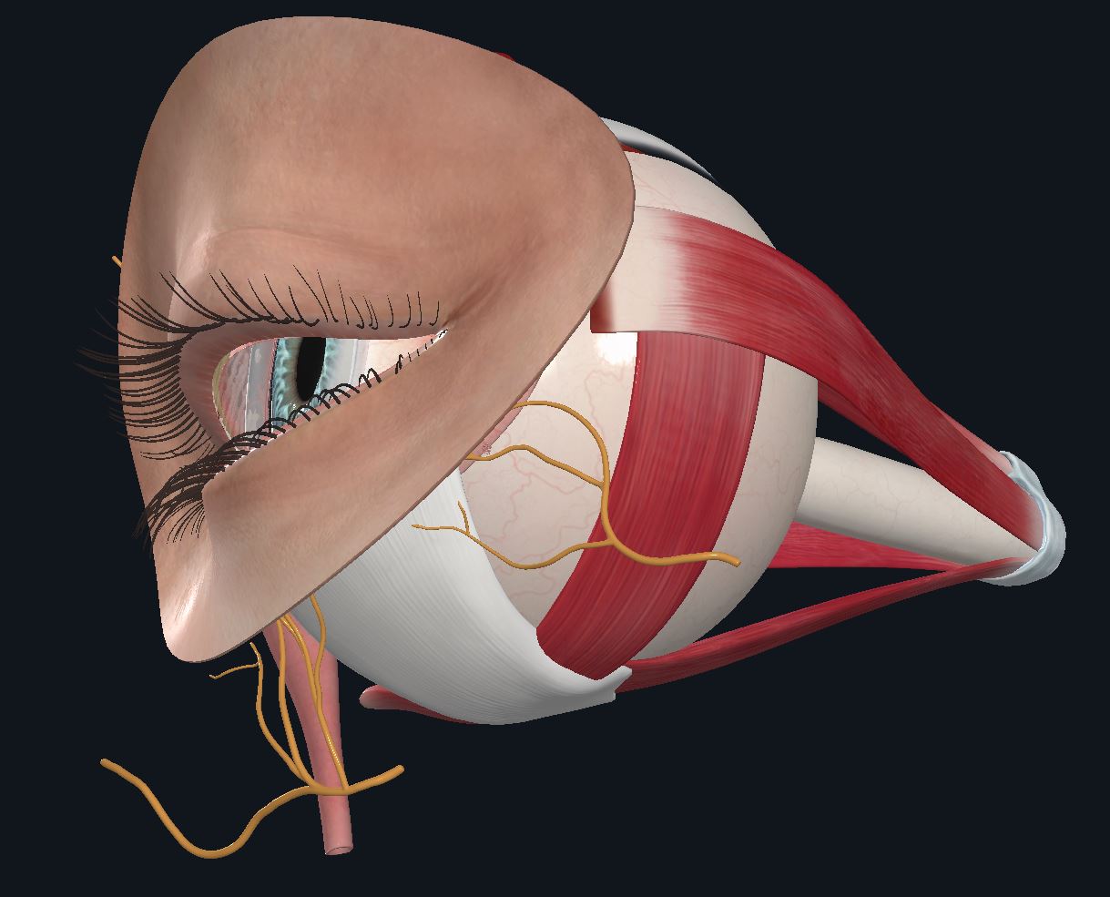 Eye Muscles Innervation Coursemia Eye Muscles Innervation Coursemia
